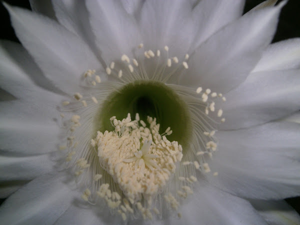 Cactus | Project Noah