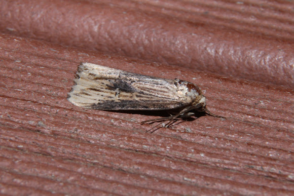 Verbena Moth | Project Noah