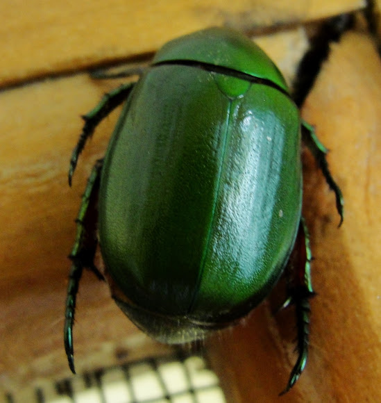 Golden Turtle Beetle | Project Noah