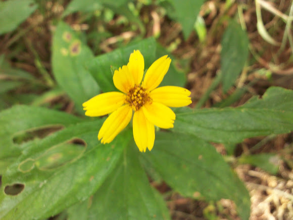 Creeping Daisy | Project Noah