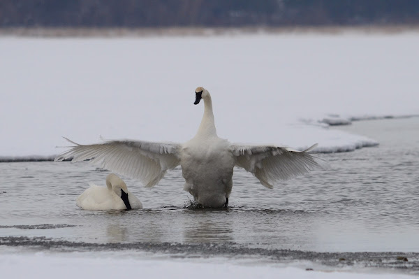 Trumpeter Swan | Project Noah