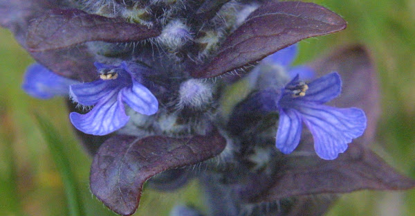 Common Bugle | Project Noah