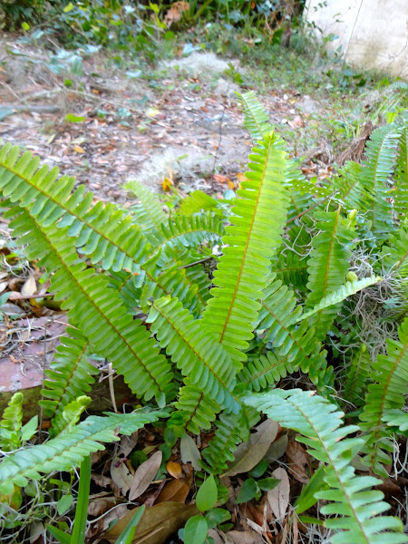 Tuber Sword Fern | Project Noah