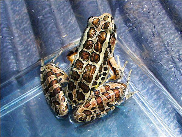Pickerel Frog | Project Noah