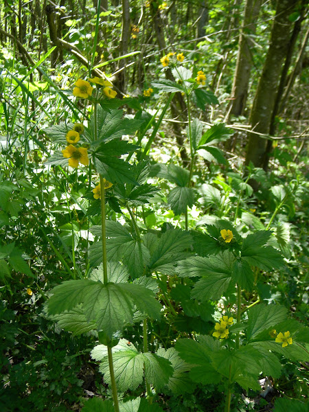 Large-Leaved Avens | Project Noah