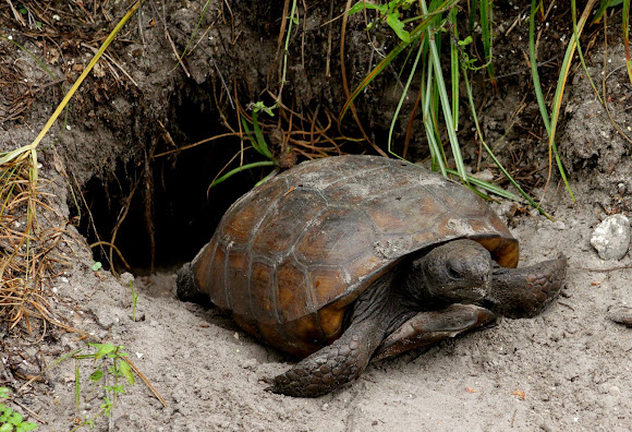 Gopher Tortoise | Project Noah