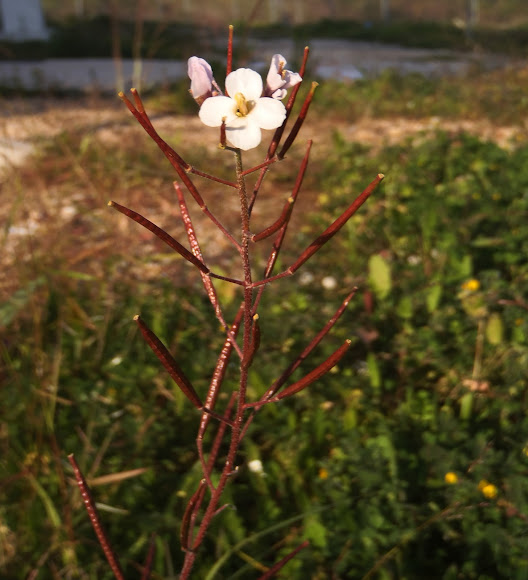 Jaramago blanco, oruga silvestre | Project Noah