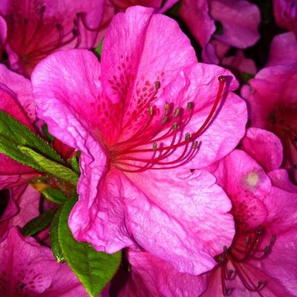 Pink Azalea | Project Noah