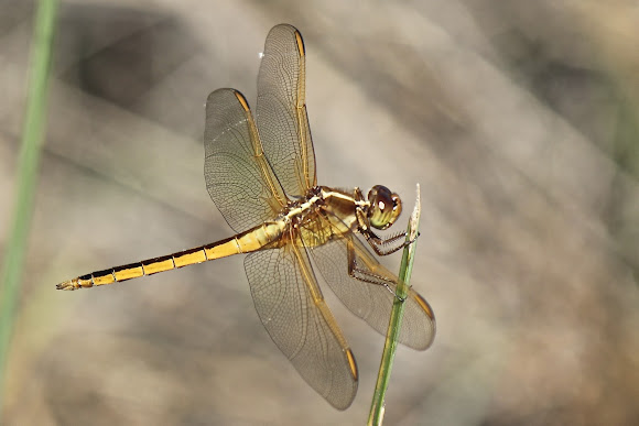 Golden-Winged Skimmer | Project Noah