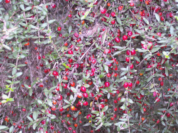 Prickly Currant-bush | Project Noah