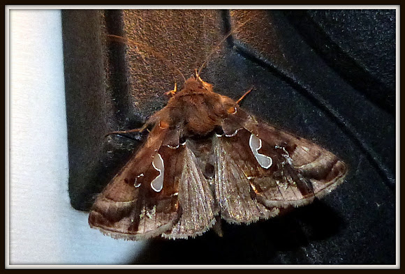 Bilobed Looper Moth | Project Noah