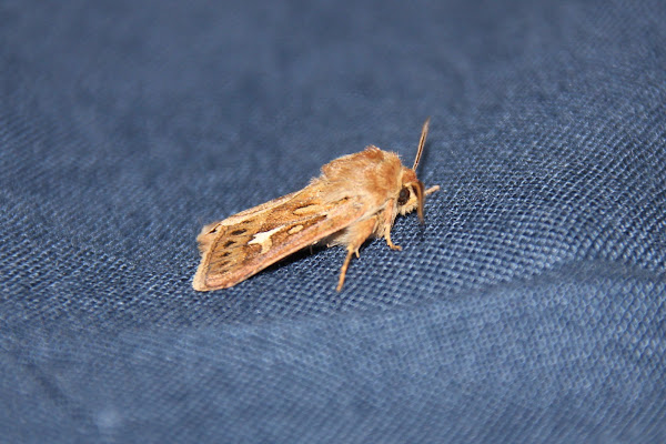 Antler Moth | Project Noah