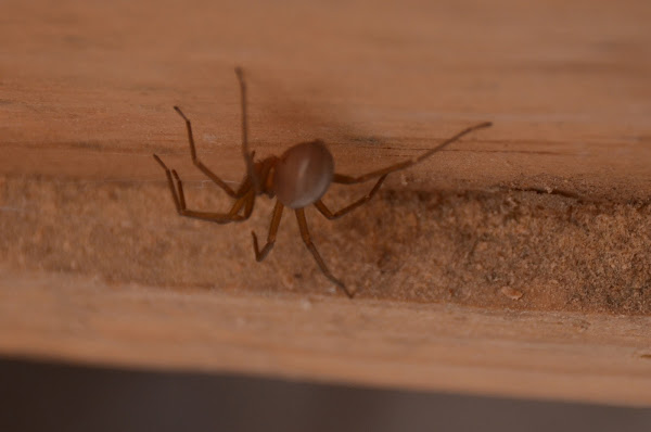 Chilean recluse spider, Araña de Rincón | Project Noah