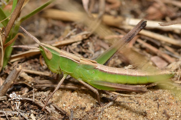 Slant-faced Grasshopper | Project Noah