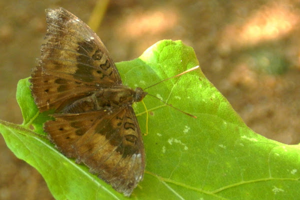 The Common Baron | Project Noah