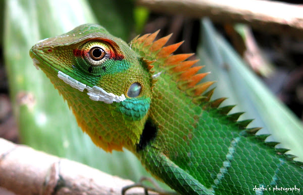 Palaa katussa | Project Noah