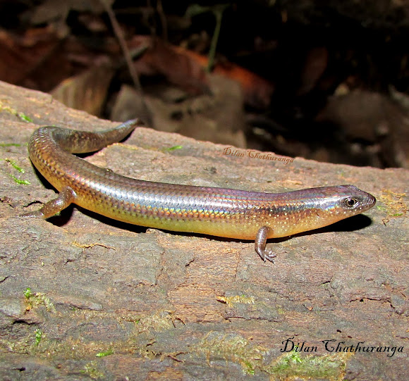 Tree Skink | Project Noah
