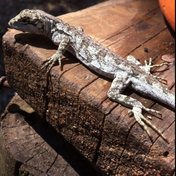 Calango ( iguana ) | Project Noah