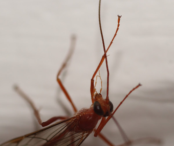 Parasitic wasp (Ichneumonidae) | Project Noah