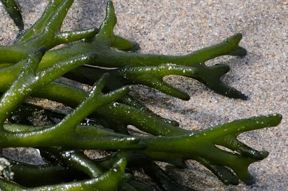 Codium | Project Noah