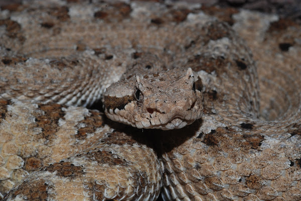 Sidewinder | Project Noah