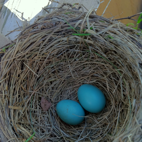 American Robin Eggs | Project Noah