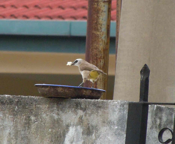 Yellow-vented Bulbul | Project Noah
