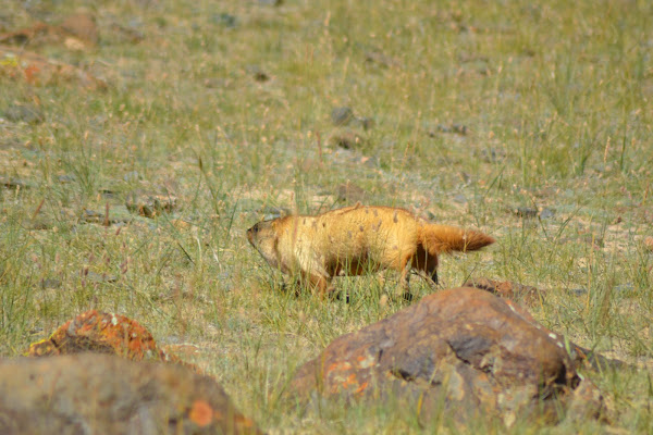 Tarbagan marmot | Project Noah