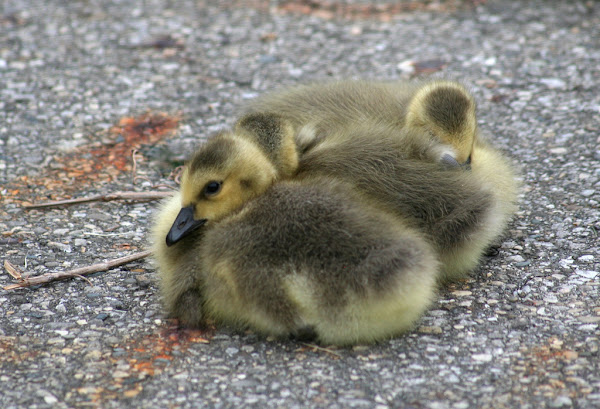 Canada Goose | Project Noah