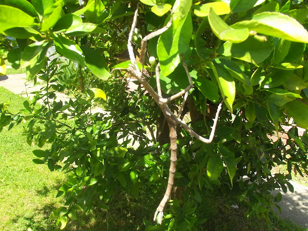 Nymph - goliath stick insect | Project Noah