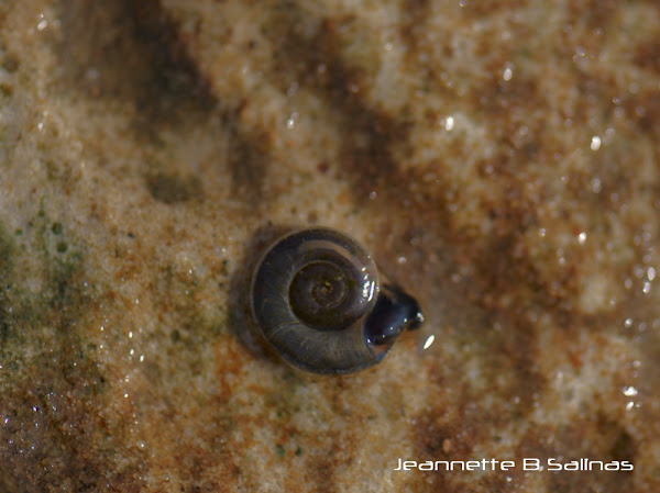 Planorbidae | Project Noah