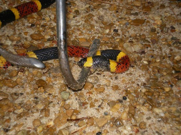 Texas Coral Snake | Project Noah