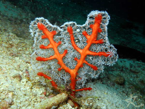 Organ-pipe Coral | Project Noah
