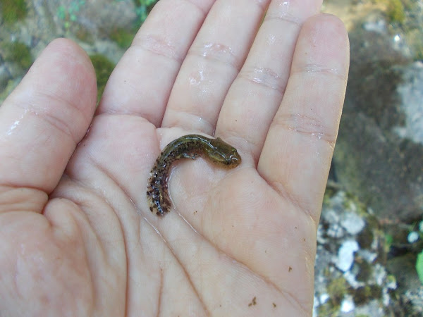 Spotted Fire Salamander nymphs (σαλαμάνδρα) | Project Noah