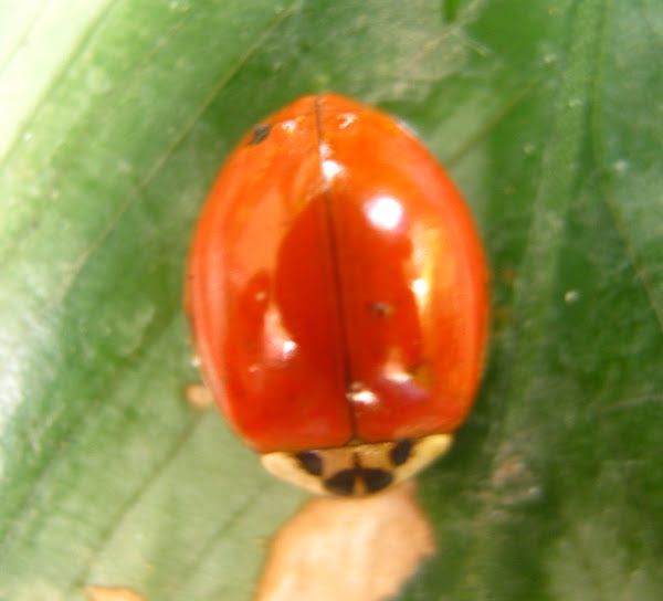 Asian Ladybug | Project Noah
