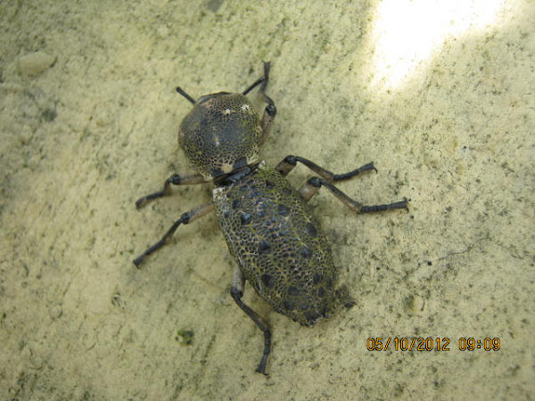 Ironclad Beetle | Project Noah