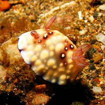 Philippine Nudis | Project Noah