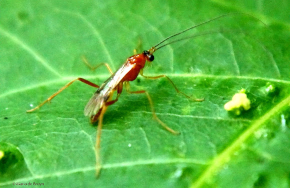Braconid wasp | Project Noah