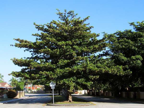 Tropical Almond | Project Noah