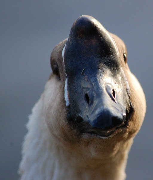 Domesticated Brown Chinese Swan Goose (Swan Goose) | Project Noah