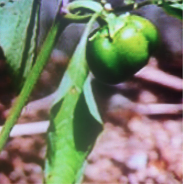 Bell Pepper | Project Noah