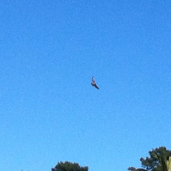 Red-tailed hawk | Project Noah