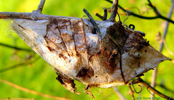 Cecropia Moth Cocoon | Project Noah