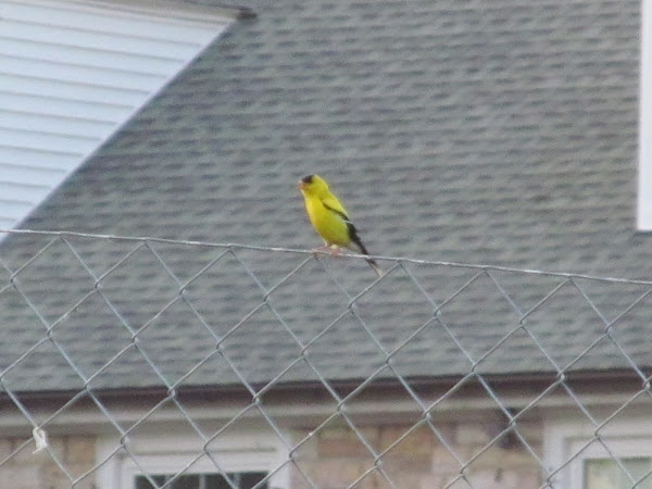 American Goldfinch | Project Noah