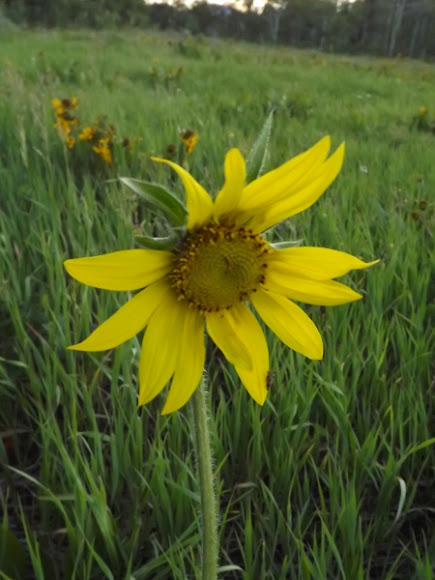 Nodding Sunflower | Project Noah