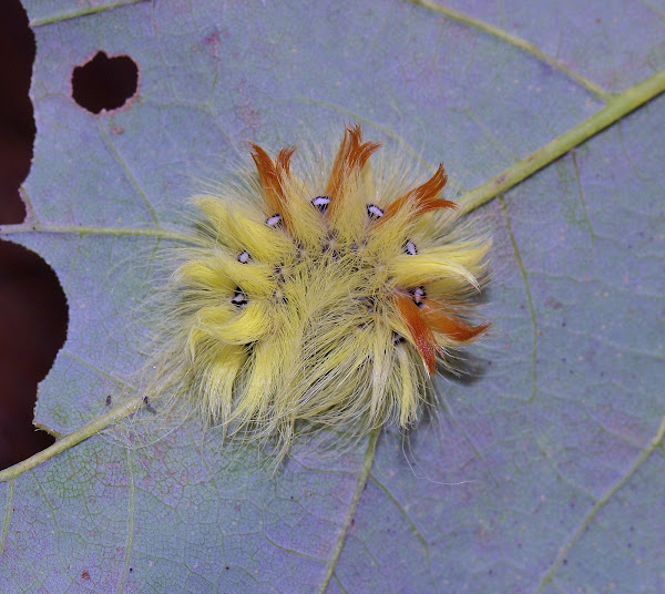 Sycamore Moth Caterpillar | Project Noah