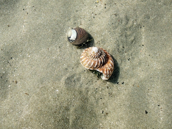 Ηermit crabs | Project Noah