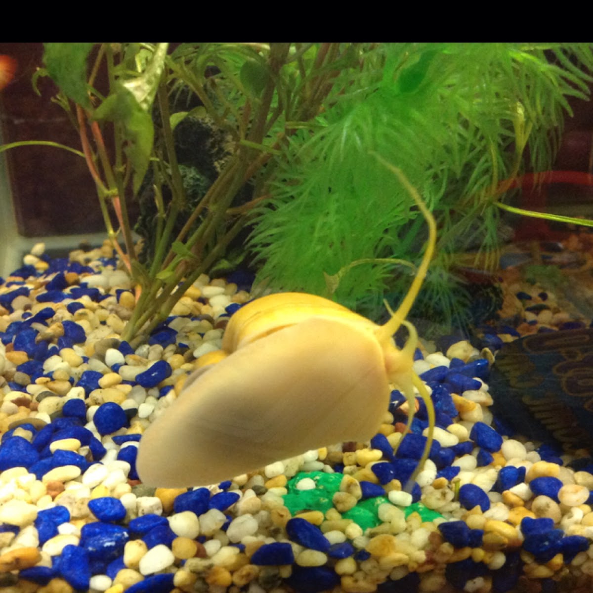 Sea snail | Project Noah