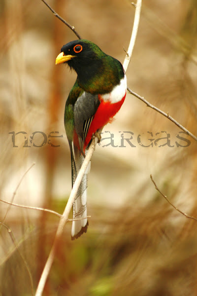 Trogón elegante / pájaro bandera | Project Noah