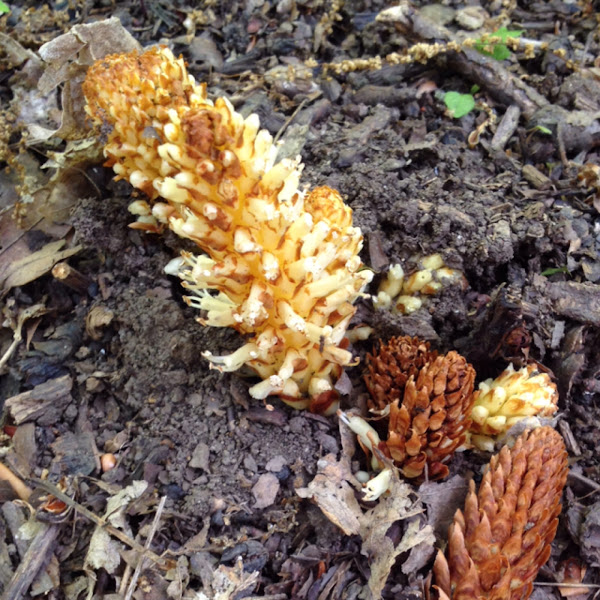 American cancer-root | Project Noah